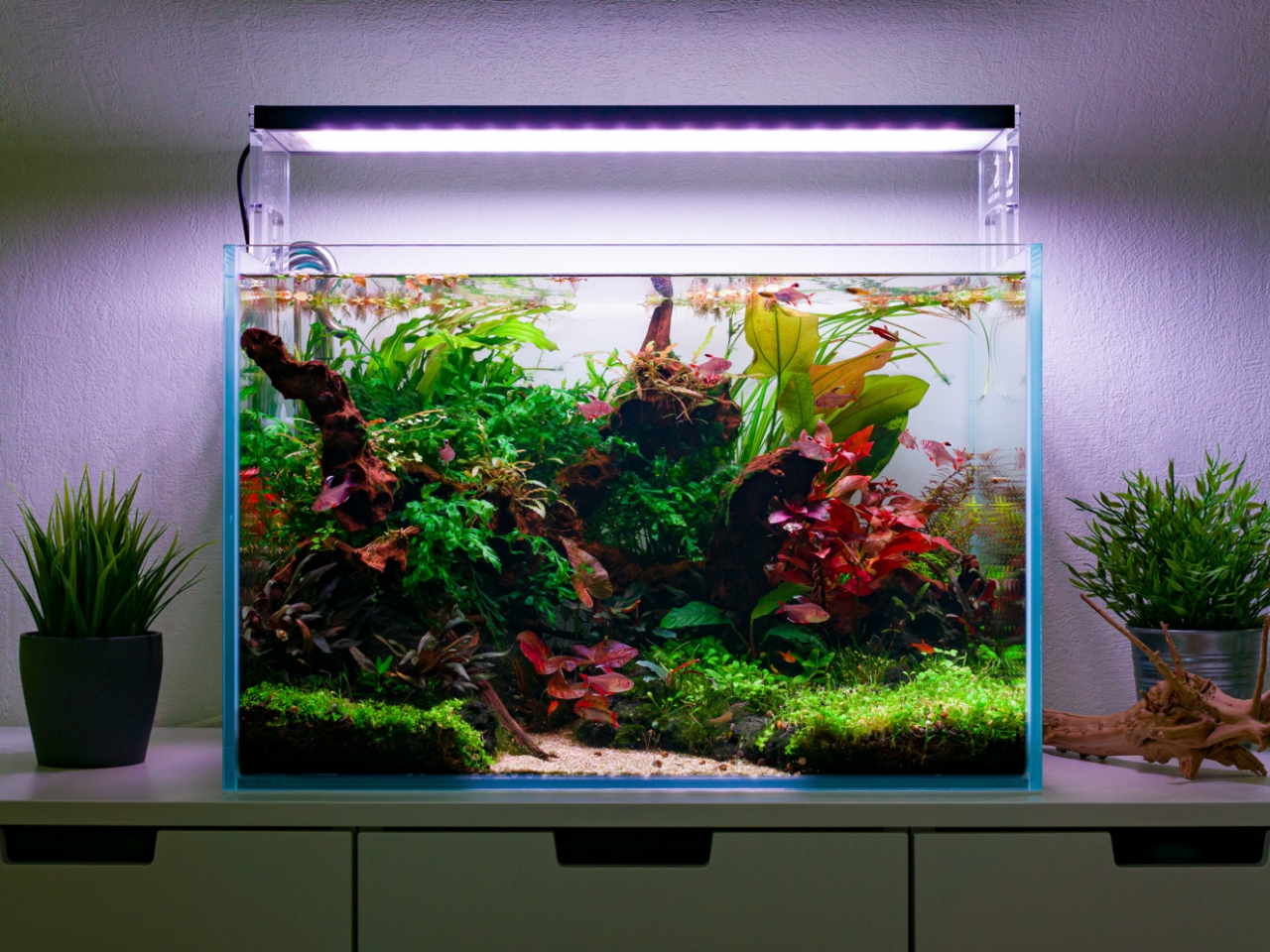 Idee Deco Aquarium 60l