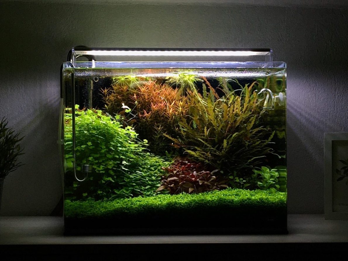 Aquascaping - Moderne Aquaristik | Aquabasedesign