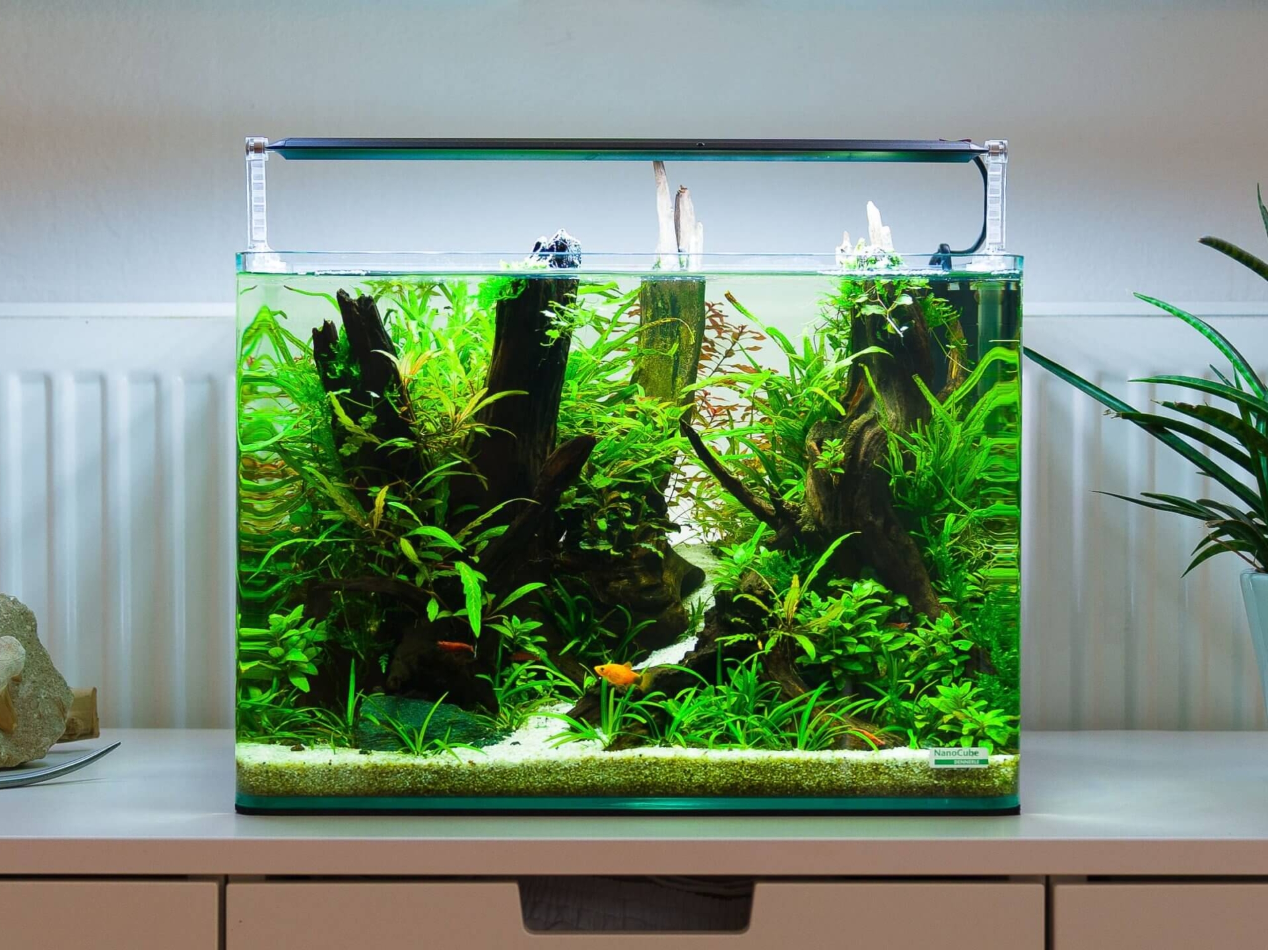 Tolle Einrichtungsbeispiele für Aquarien und Aquascapes