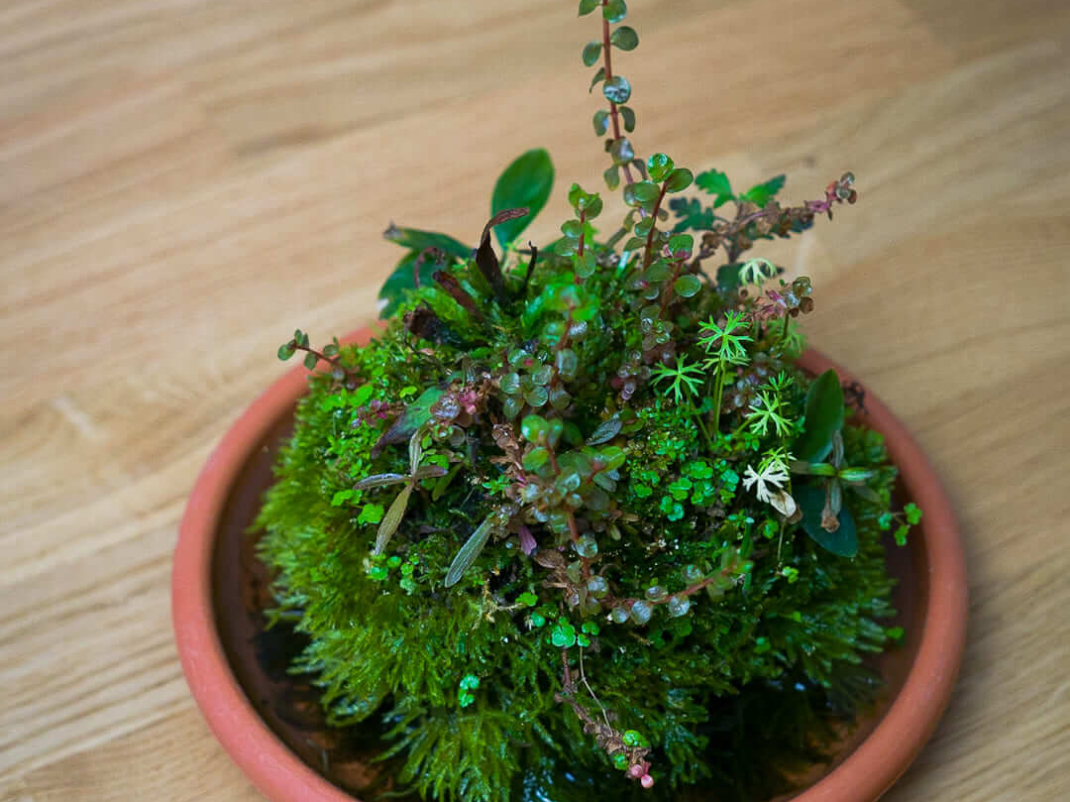 Aquascaping - Moderne Aquaristik | Aquabasedesign